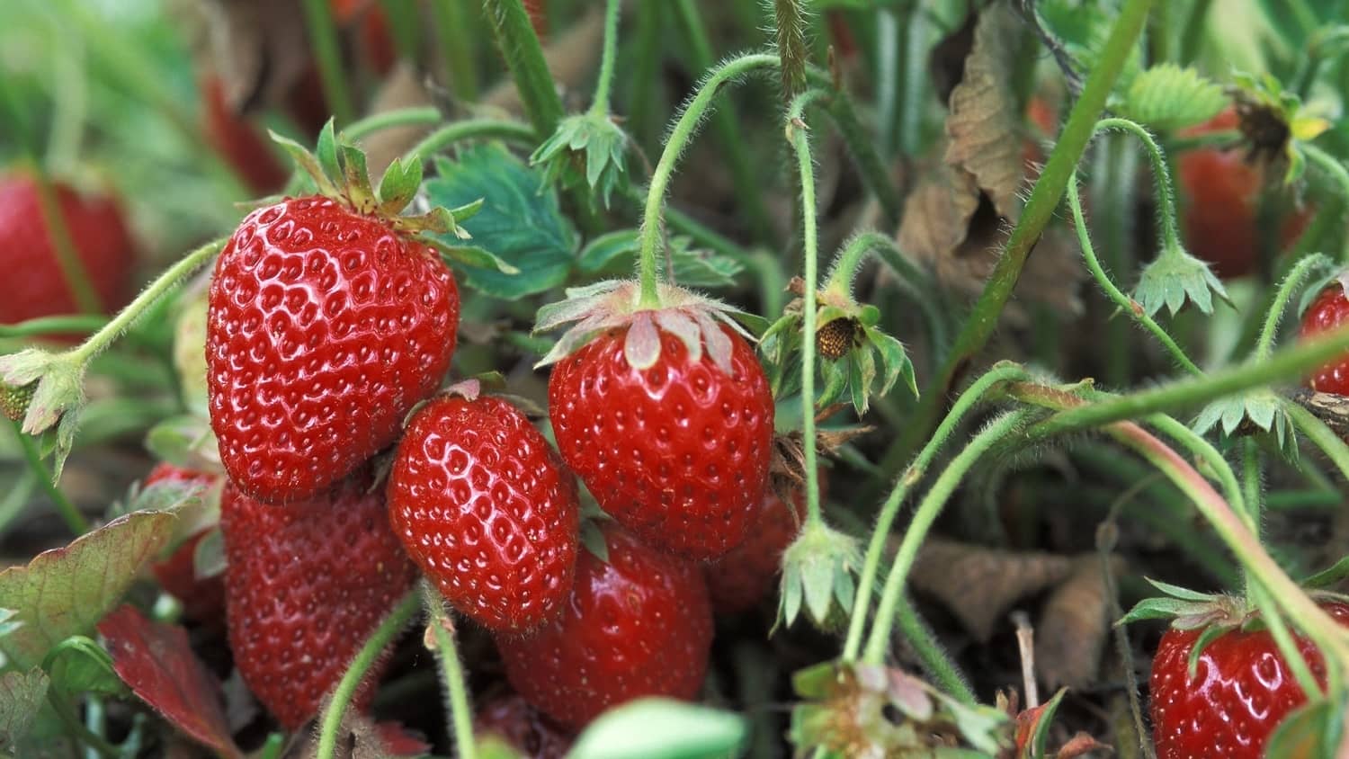 Small Fruits – Department of Horticultural Science